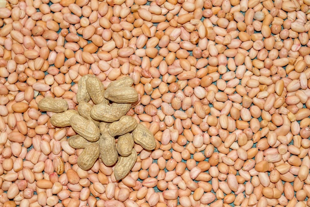 Monkey Nut-Close Up View of Peanut or Groundnut. Stock Image - Image of ...