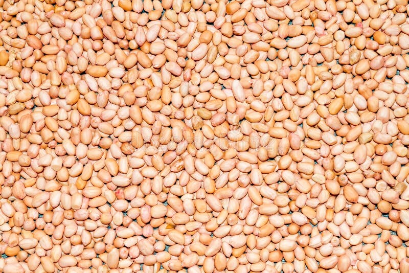Monkey Nut-Close Up View of Peanut or Groundnut. Stock Photo - Image of ...