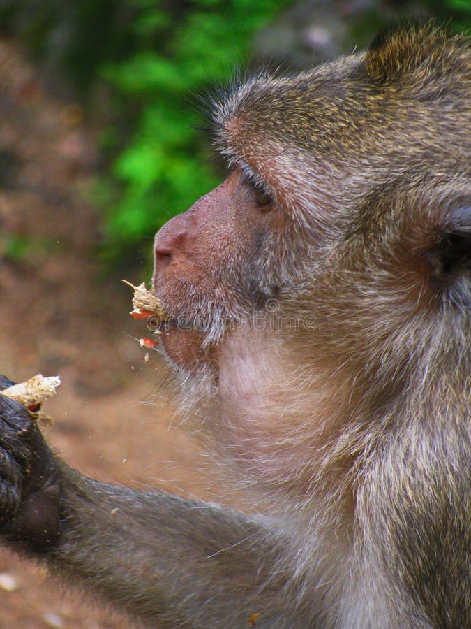 Monkey nut stock image. Image of peanut, studio, single - 34138121