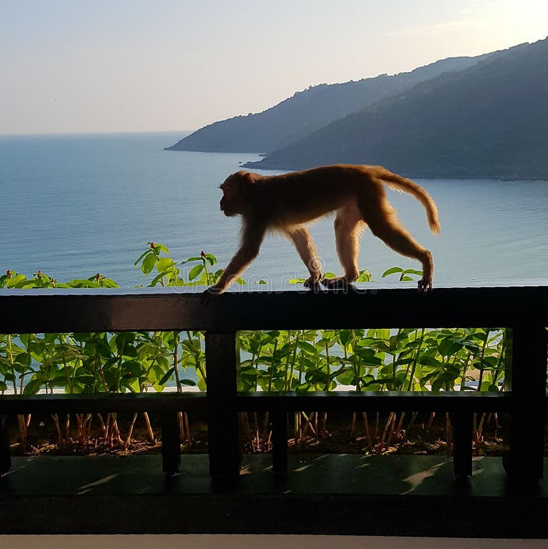Macaco do mar foto de stock. Imagem de animal, cativo - 14294548