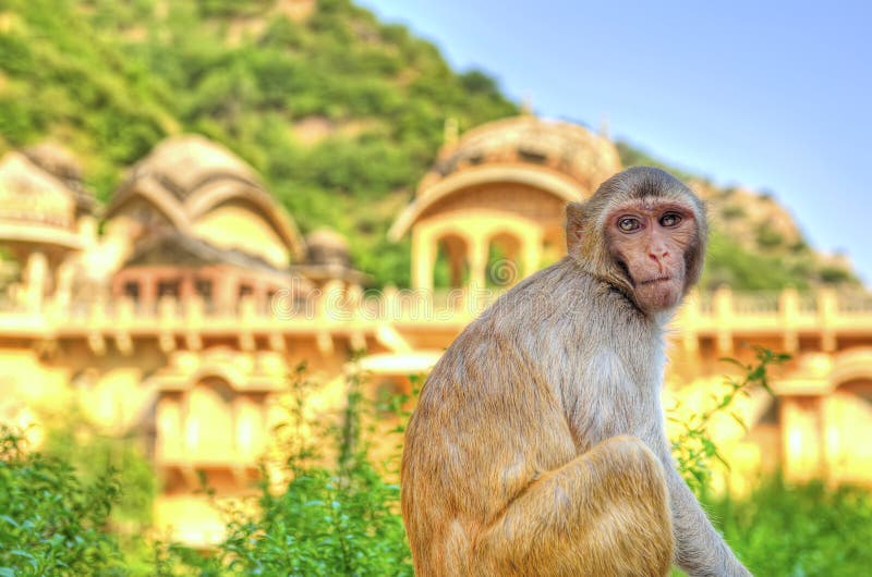 O macaco está pensando imagem de stock. Imagem de pata - 50468483