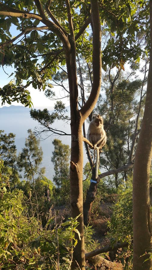 A Monkey is Observing Visitors Stock Image - Image of animal, flower ...