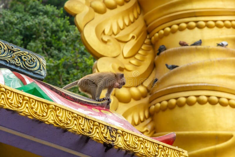 Monkey Observing Visitors from the Roof of the Gate at the Temple ...
