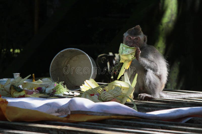 Monkey and offerings stock image. Image of hinduism, monkey - 44065517