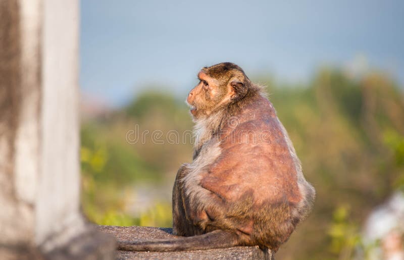 Monkey old stock image. Image of expression, leipzig - 50389803