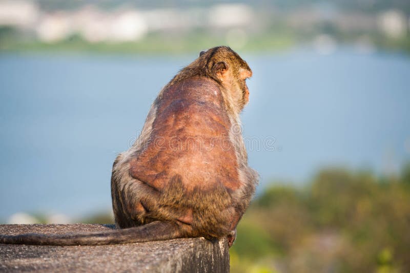 Monkey old stock image. Image of expression, leipzig - 50389803