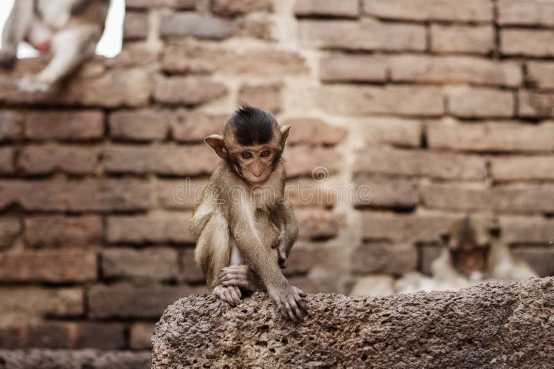 Monkey on brick in zoo. stock photo. Image of nature - 117113838