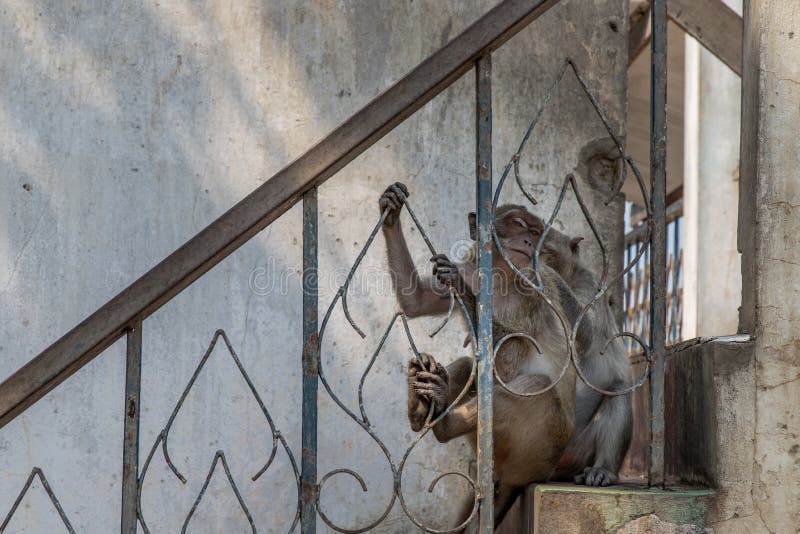 A Monkey on an Old Iron Railing Stock Photo - Image of dark, house ...