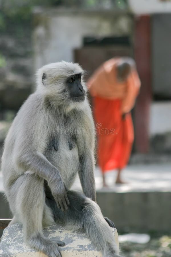 Monkey and old monk stock image. Image of buddhist, elderly - 179150053