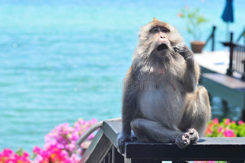 Monkey stock photo. Image of seating, kinabula, larvatus - 40340478