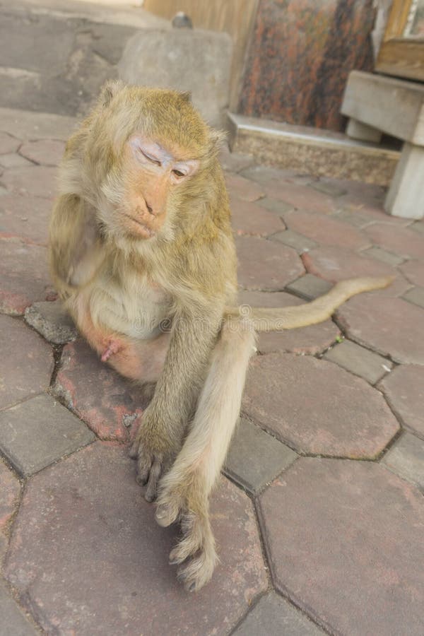 Monkey with One Arm Thailand. Stock Image - Image of park, cute: 115734079