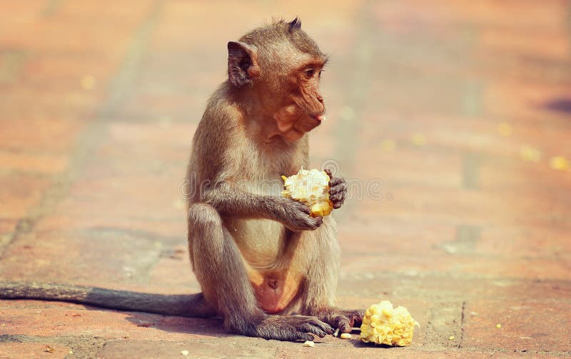 Monkey stock image. Image of monkey, hungry, vintage - 51325953
