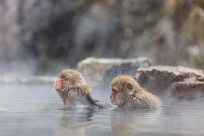 Monkey in an onsen stock image. Image of spring, snow - 67871677