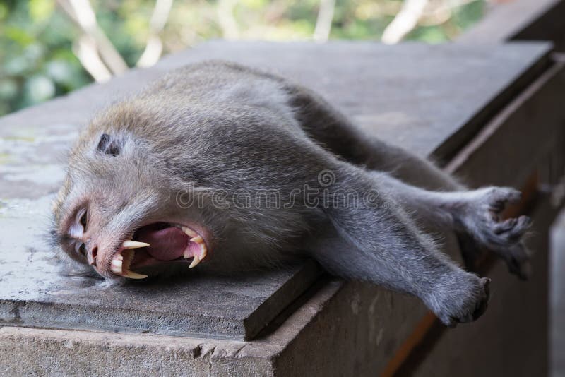 Monkey showing fangs stock photo. Image of animals, dogtooth - 85721528