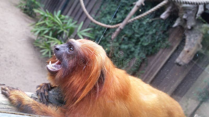 Monkey stock image. Image of calling, cure, orange, monkey - 85658751