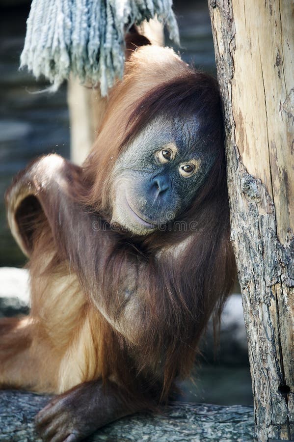 Monkey orangutan stock photo. Image of vacation, nature - 14475332