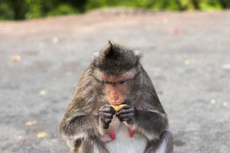 Monkey stock image. Image of khao, laziness, park, outdoor - 48627111