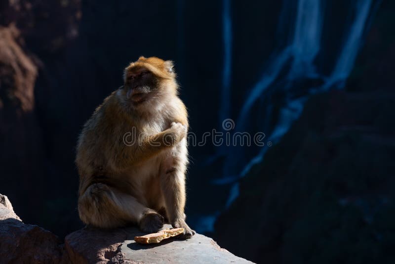 Monkey and waterfalls stock photo. Image of waterfall - 47206170