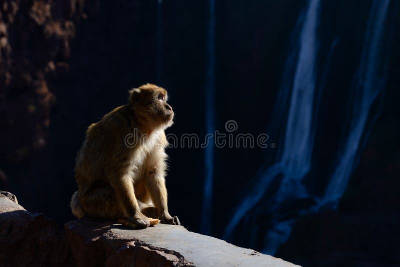 Monkey and waterfalls stock photo. Image of waterfall - 47206170
