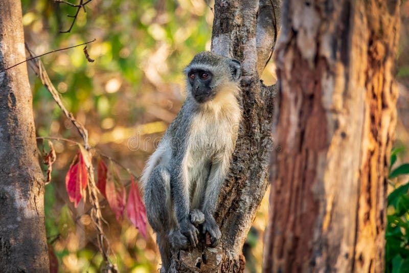 Monkey Over Trunk in Arashiyama Mountain Stock Photo - Image of ...