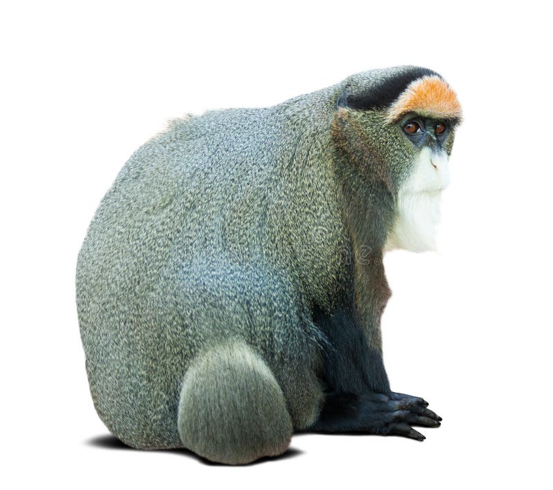 Monkey Over White with Shade Stock Photo - Image of fauna, portrait ...