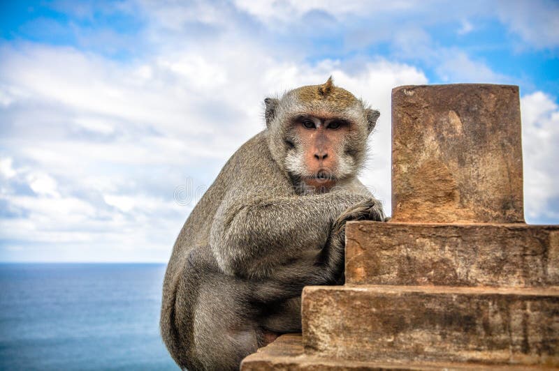 Monkey overlooking ocean stock image. Image of staring - 86236789