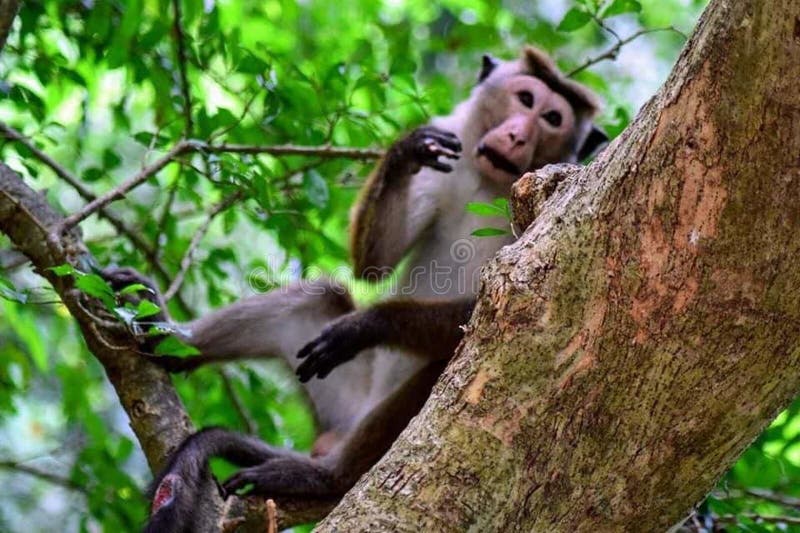 A monkey in pain stock image. Image of sitting, body - 205589165
