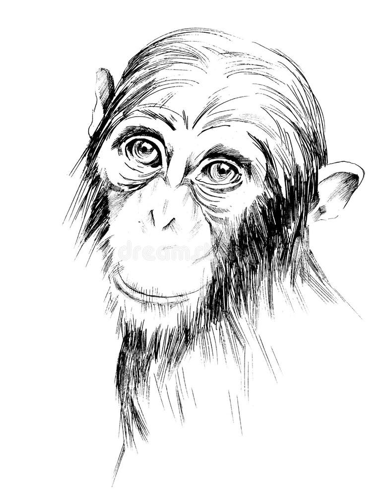 Monkey Nose Stock Illustrations – 10,994 Monkey Nose Stock ...