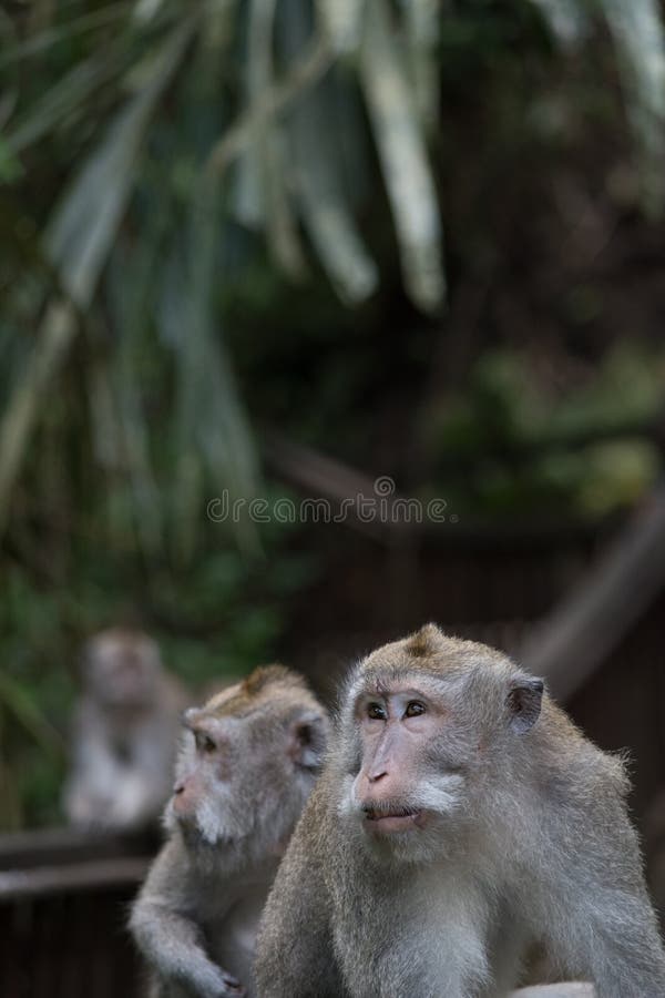 Monkey Pair stock photo. Image of bali, ubud, young, rhesas - 84384872