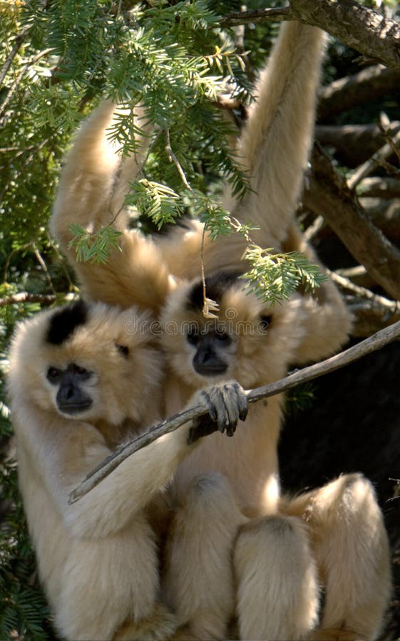Monkey stock image. Image of legs, monkey, stretch, white - 45280715