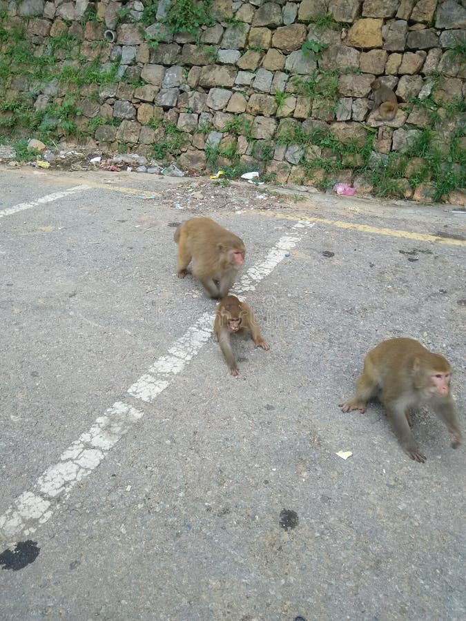 Monkey stock image. Image of pakistan, family, cross - 173085483