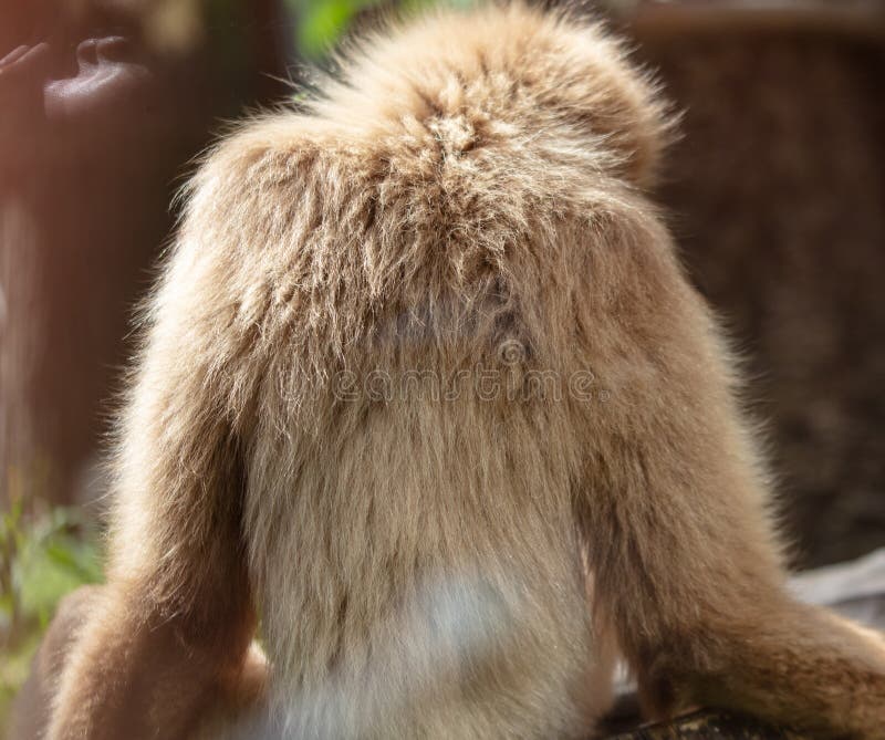 Monkey in the Park. Back View Stock Image - Image of forest, sitting ...
