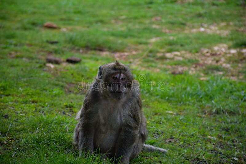 Monkey in the park stock photo. Image of mammal, animal - 316629548