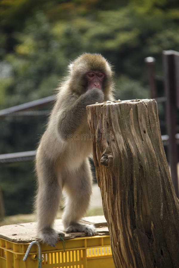 Monkey Park, Kyoto stock photo. Image of stump, park - 48032602