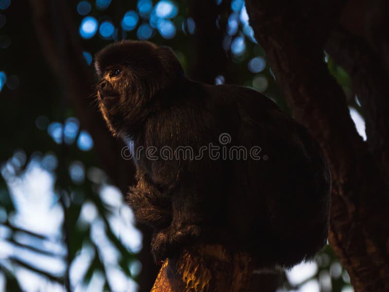 Monkey in the Park in Nature Stock Photo - Image of wildlife, animal ...