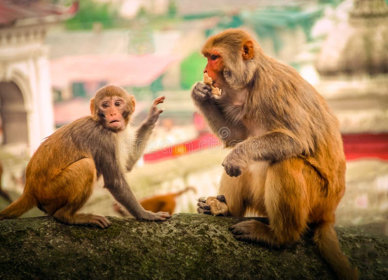 Monkey stock image. Image of scene, pashupatinath, babymonkey - 62528679