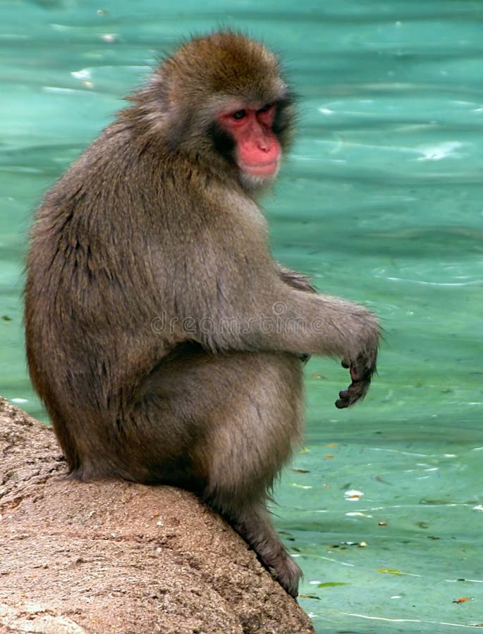 Monkey Pause stock photo. Image of peace, gorilla, quiet - 19854