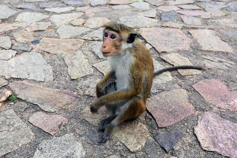 409 Monkey Seat Stock Photos - Free & Royalty-Free Stock Photos from ...