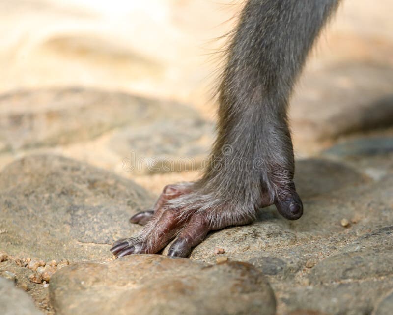 Monkey Paw Isolated on Nature Stock Photo - Image of animals, puppy ...