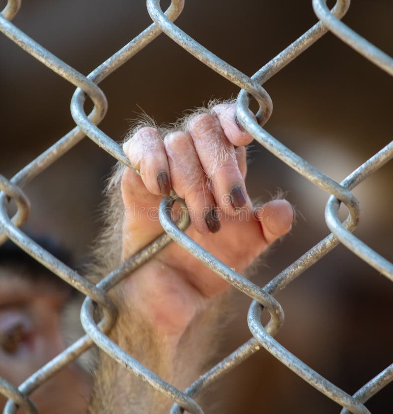 Monkey paw in a zoo cage. stock photo. Image of natural - 257677460