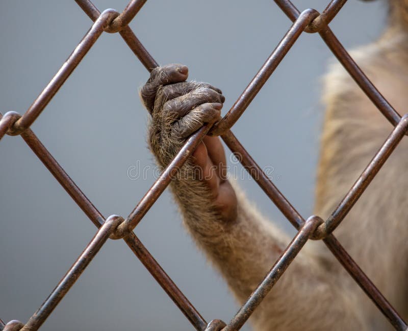 Monkey paw in a zoo cage. stock photo. Image of nature - 261313022