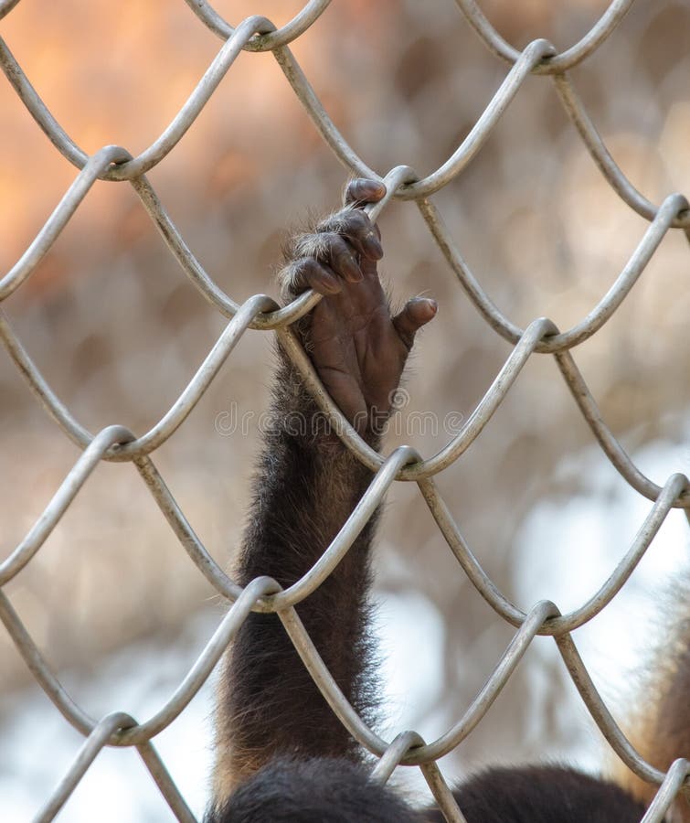 Monkey paw in a zoo cage. stock image. Image of hand - 262161911