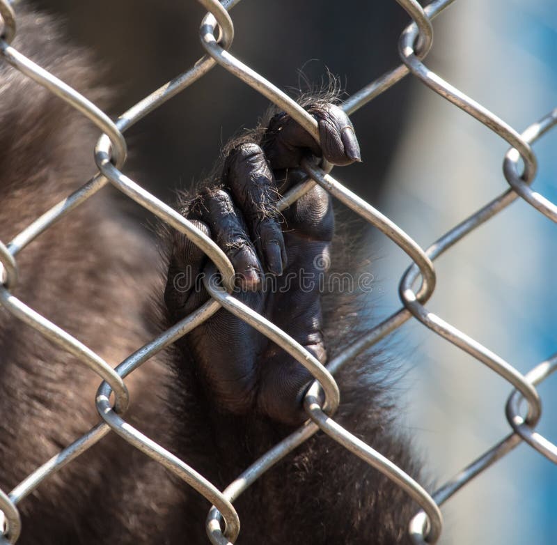 Monkey paw in a zoo cage. stock photo. Image of cage - 263404580