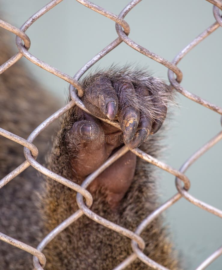 Monkey paw in a zoo cage. stock image. Image of wild - 263018079