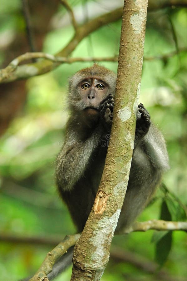Monkey Peek-a-boo stock image. Image of rainforest, mammal - 3661299