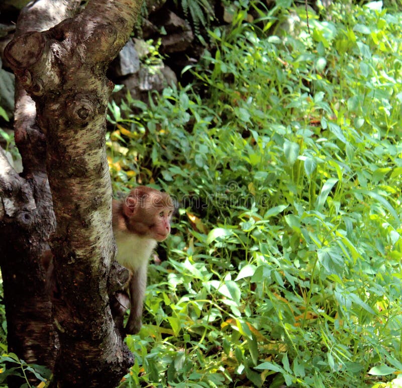 Monkey Peeking Out from Behind a Tree Stock Photo - Image of iron ...