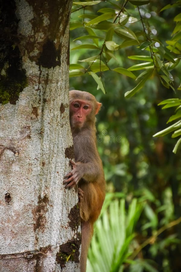 A Monkey Peeking from Tree . Peek-a-boo Stock Photo - Image of peeking ...