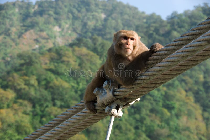 Monkey on the Pendant Bridge Stock Image - Image of wild, nature: 28680303