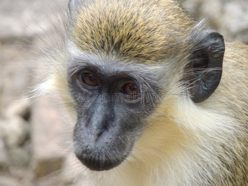 Monkey with Pensive Expression, South America. Stock Image - Image of ...