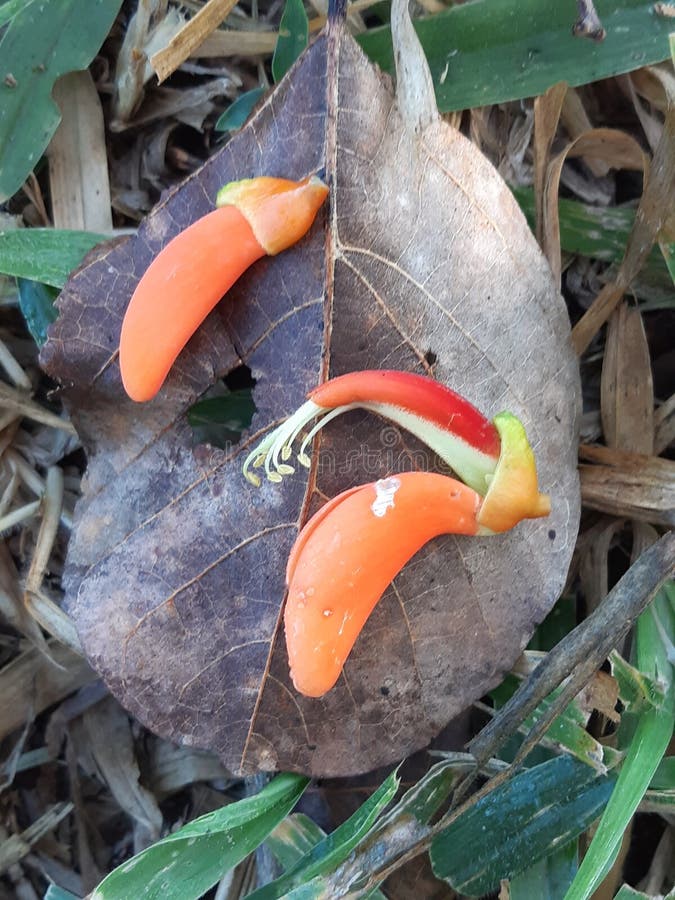 Mokeu Pepper Stock Photos - Free & Royalty-Free Stock Photos from ...